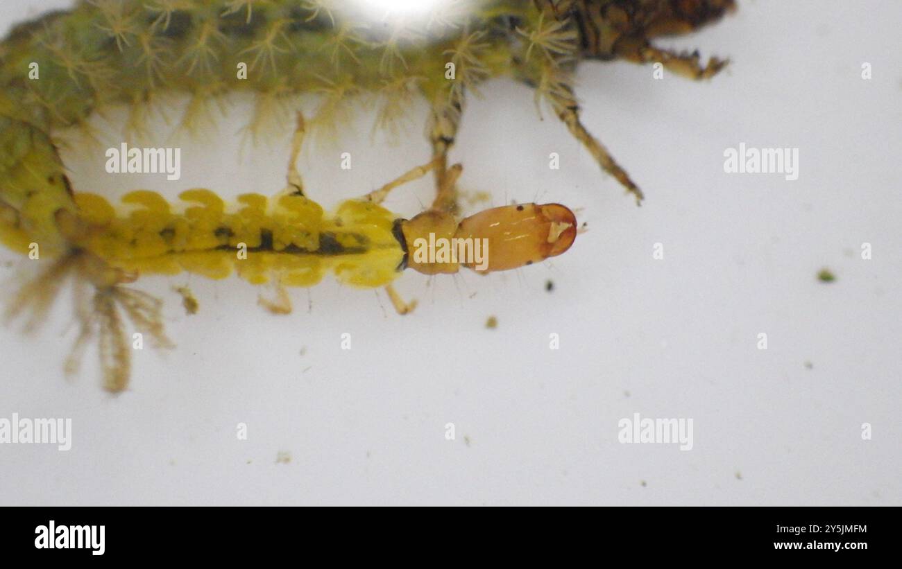 Little Black Caddisflies (Chimarra) Insecta Stock Photo - Alamy