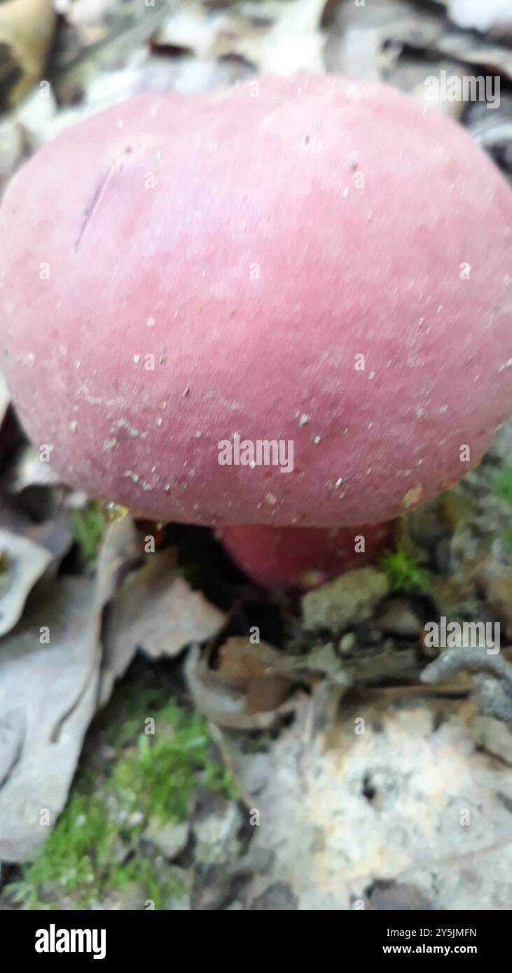 two-colored bolete (Baorangia bicolor) Fungi Stock Photo - Alamy