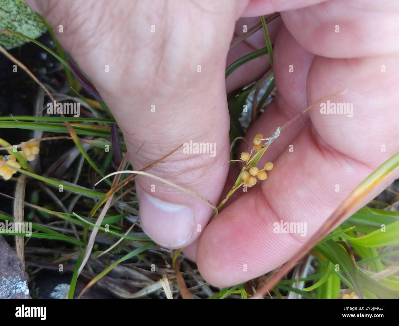 golden sedge (Carex aurea) Plantae Stock Photo - Alamy