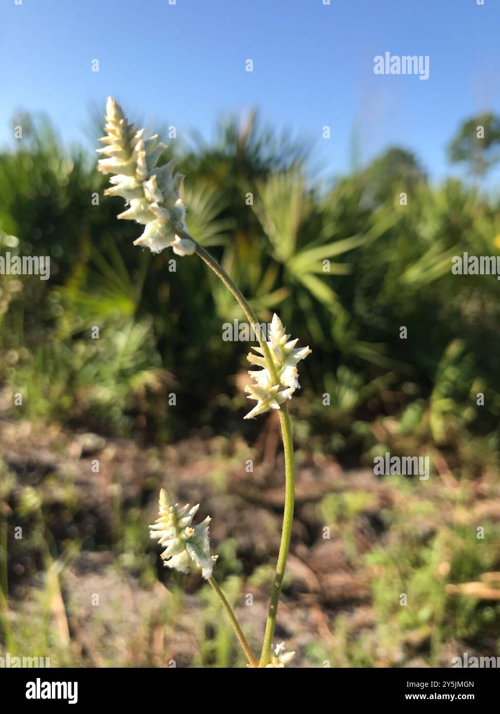 Plains Snakecotton (Froelichia floridana) Plantae Stock Photo - Alamy