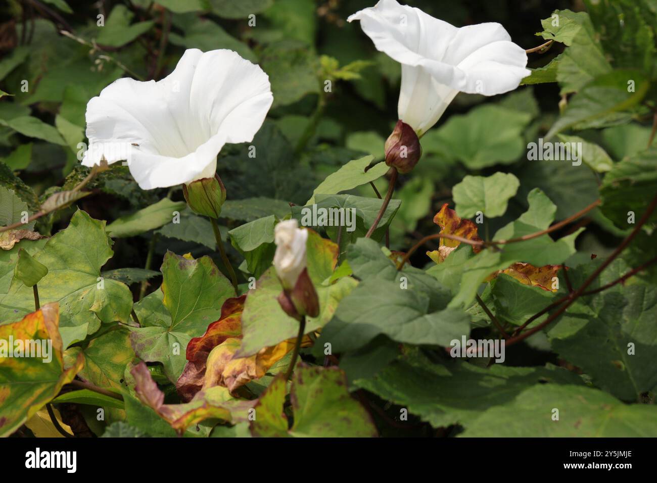 large bindweed (Calystegia silvatica) Plantae Stock Photo - Alamy