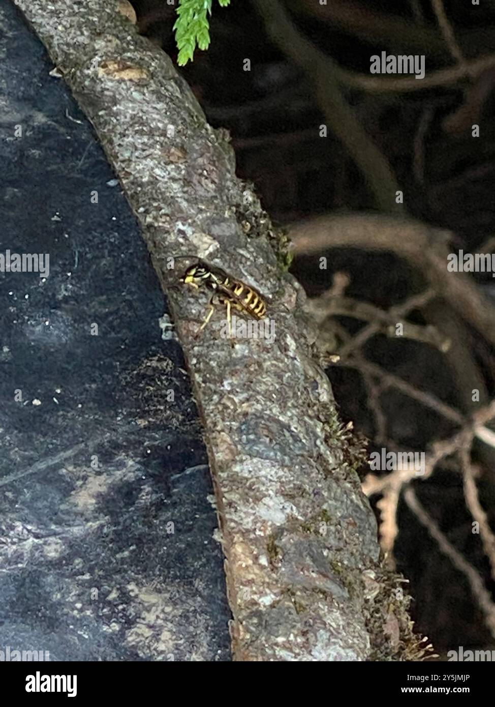 Alaska Yellowjacket (Vespula alascensis) Insecta Stock Photo - Alamy