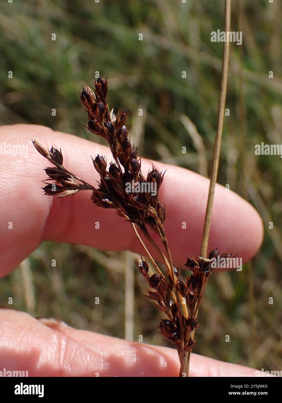 Hard Rush (Juncus inflexus) Plantae Stock Photo - Alamy