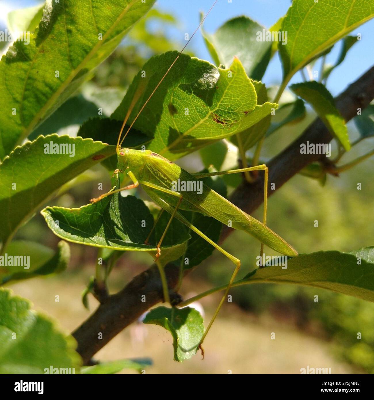 Sickle-bearing Bush-cricket (Phaneroptera falcata) Insecta Stock Photo ...