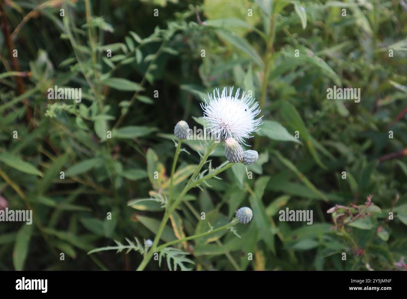 swamp thistle (Cirsium muticum) Plantae Stock Photo - Alamy