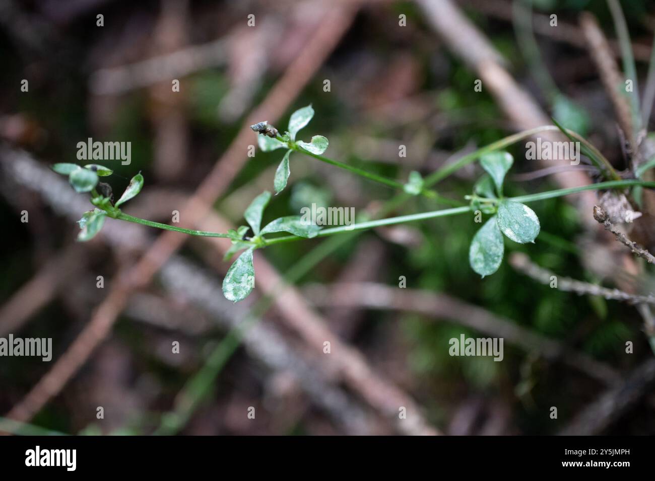 Common Marsh-bedstraw (Galium palustre) Plantae Stock Photo - Alamy