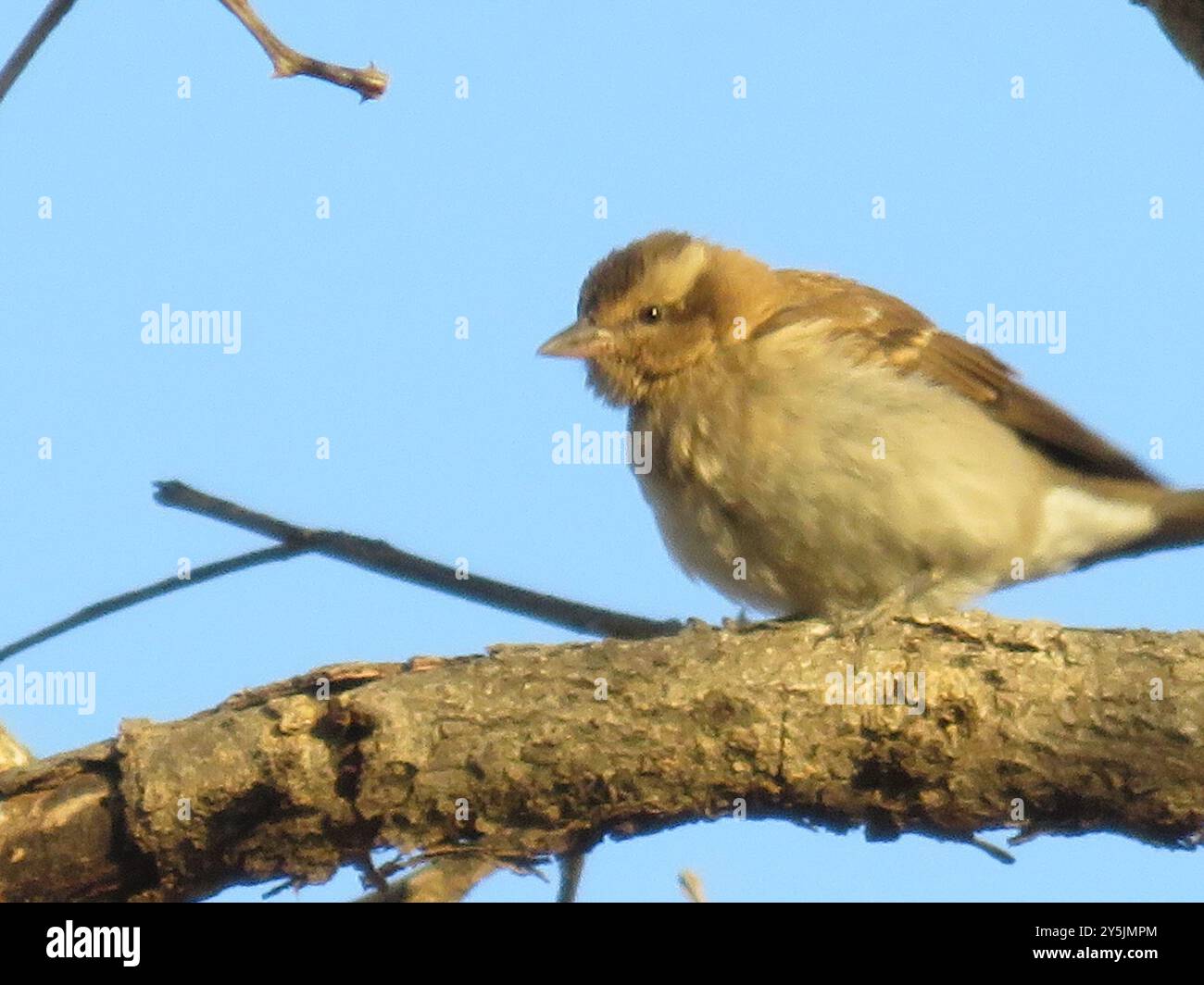 Yellow-throated Bush Sparrow (Gymnoris superciliaris) Aves Stock Photo ...
