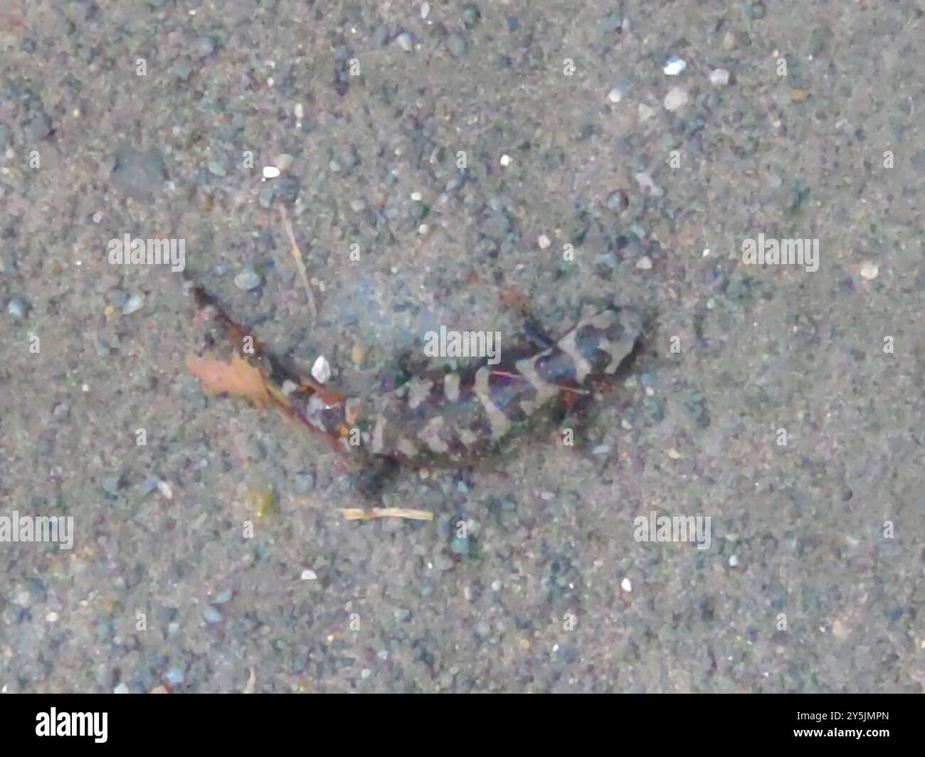 Marbled Salamander (Ambystoma opacum) Amphibia Stock Photo - Alamy