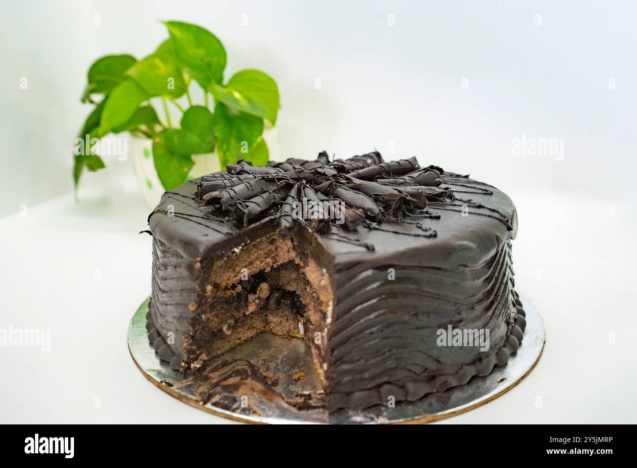 Dark Forest Chocolate Truffle Cake with Green Plant on Side for ...