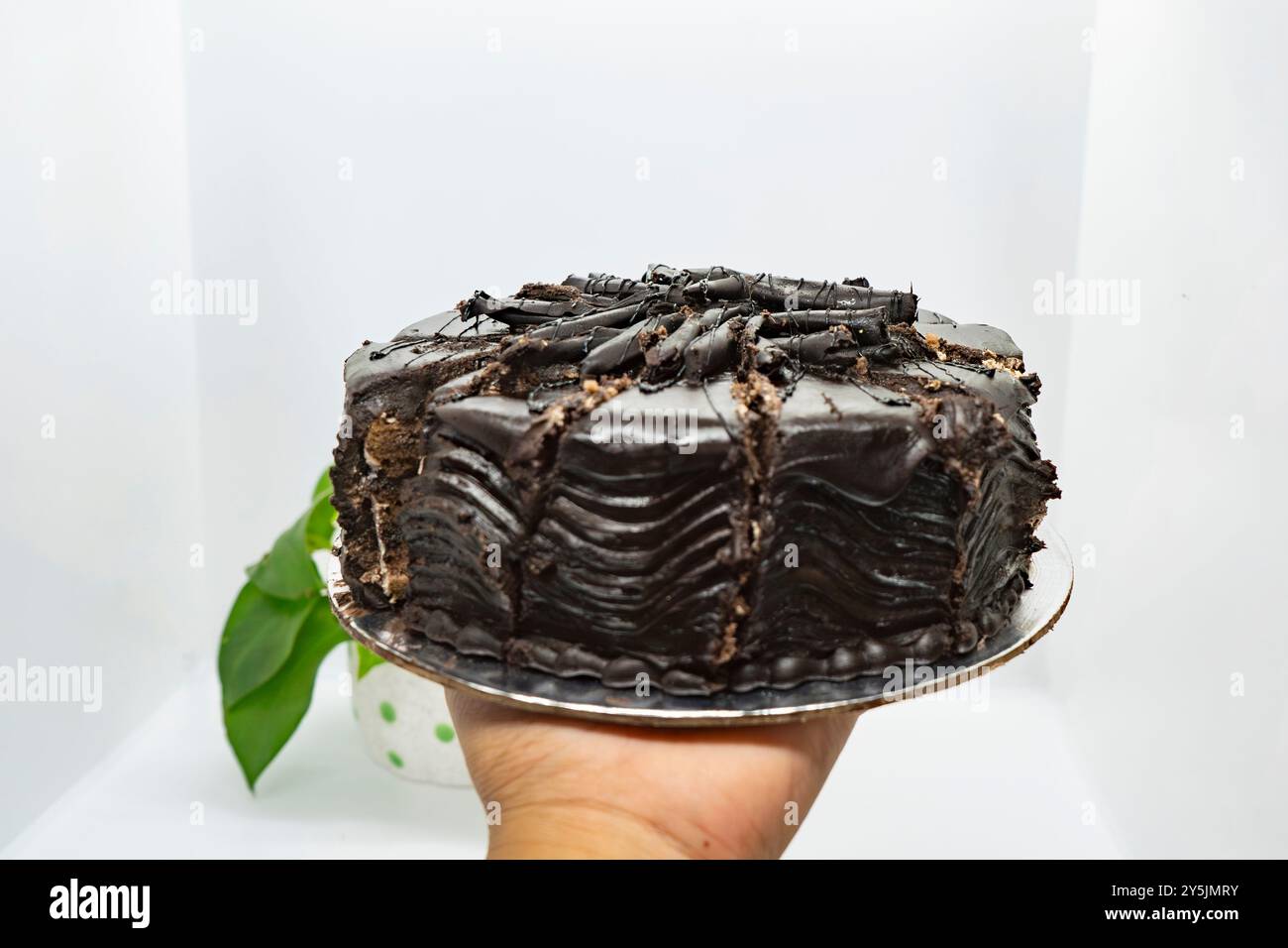Dark Forest Chocolate Truffle Cake with Green Plant on Side for ...
