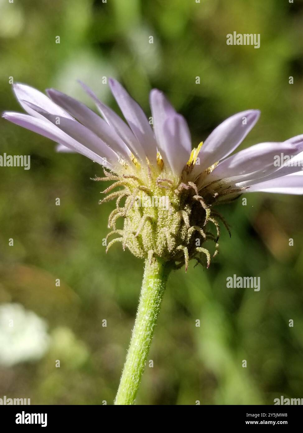 Subalpine Fleabane (Erigeron glacialis) Plantae Stock Photo - Alamy