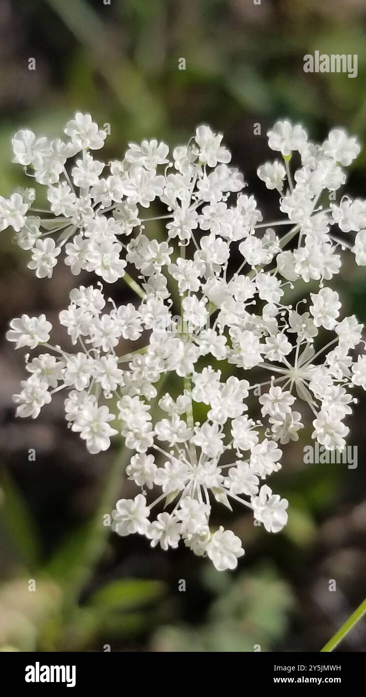 California yampah (Perideridia californica) Plantae Stock Photo - Alamy
