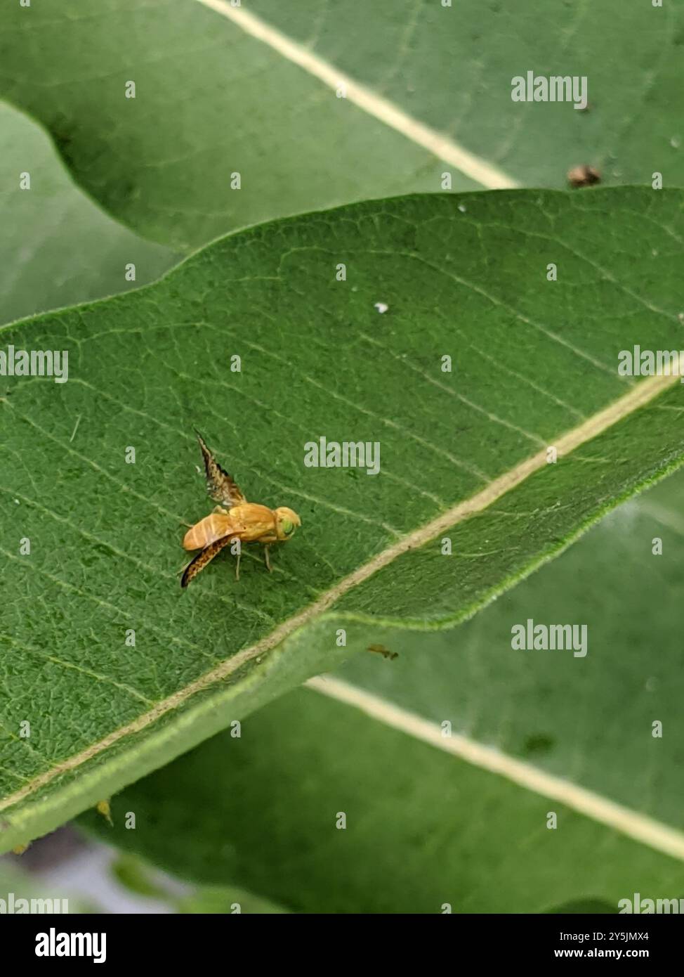 Icterica hi-res stock photography and images - Alamy