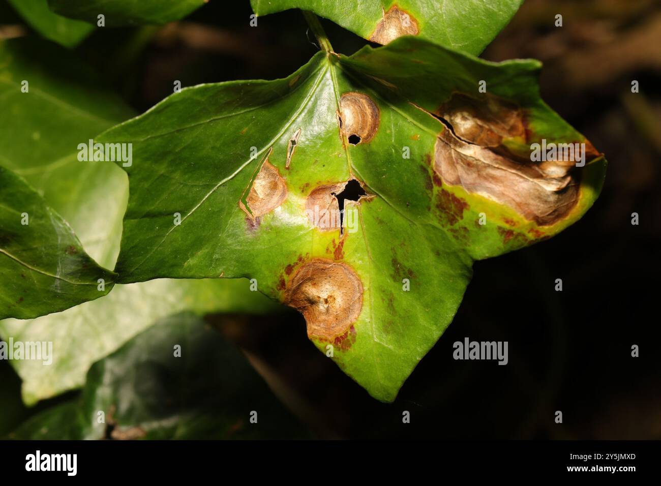 Leaf spot of ivy (Boeremia hedericola) Fungi Stock Photo - Alamy