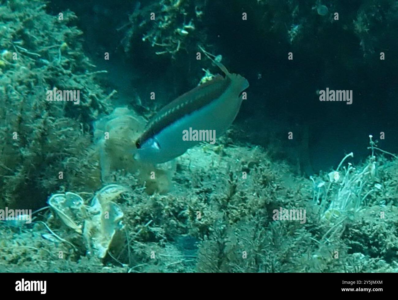 Mediterranean Rainbow Wrasse (Coris julis) Actinopterygii Stock Photo ...