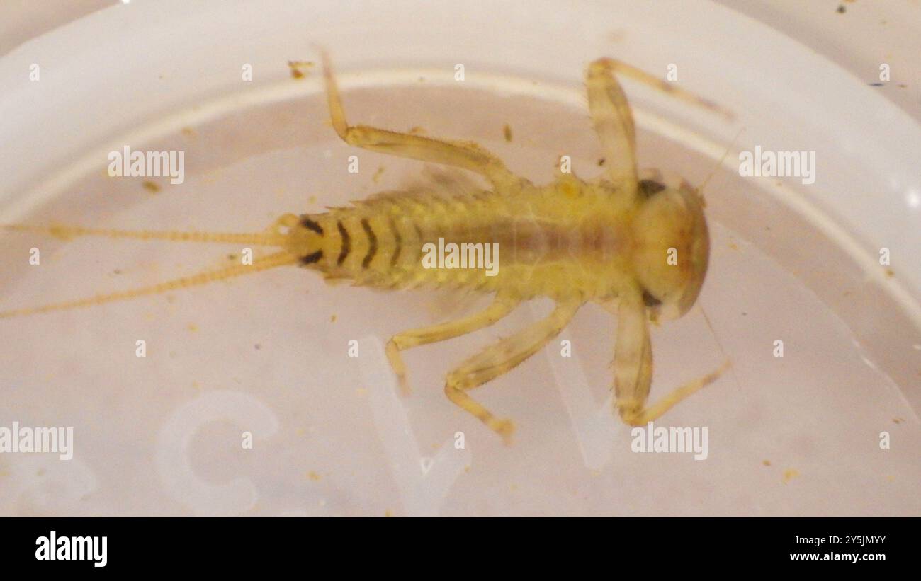 Modest Flat-headed Mayfly (Maccaffertium modestum) Insecta Stock Photo ...
