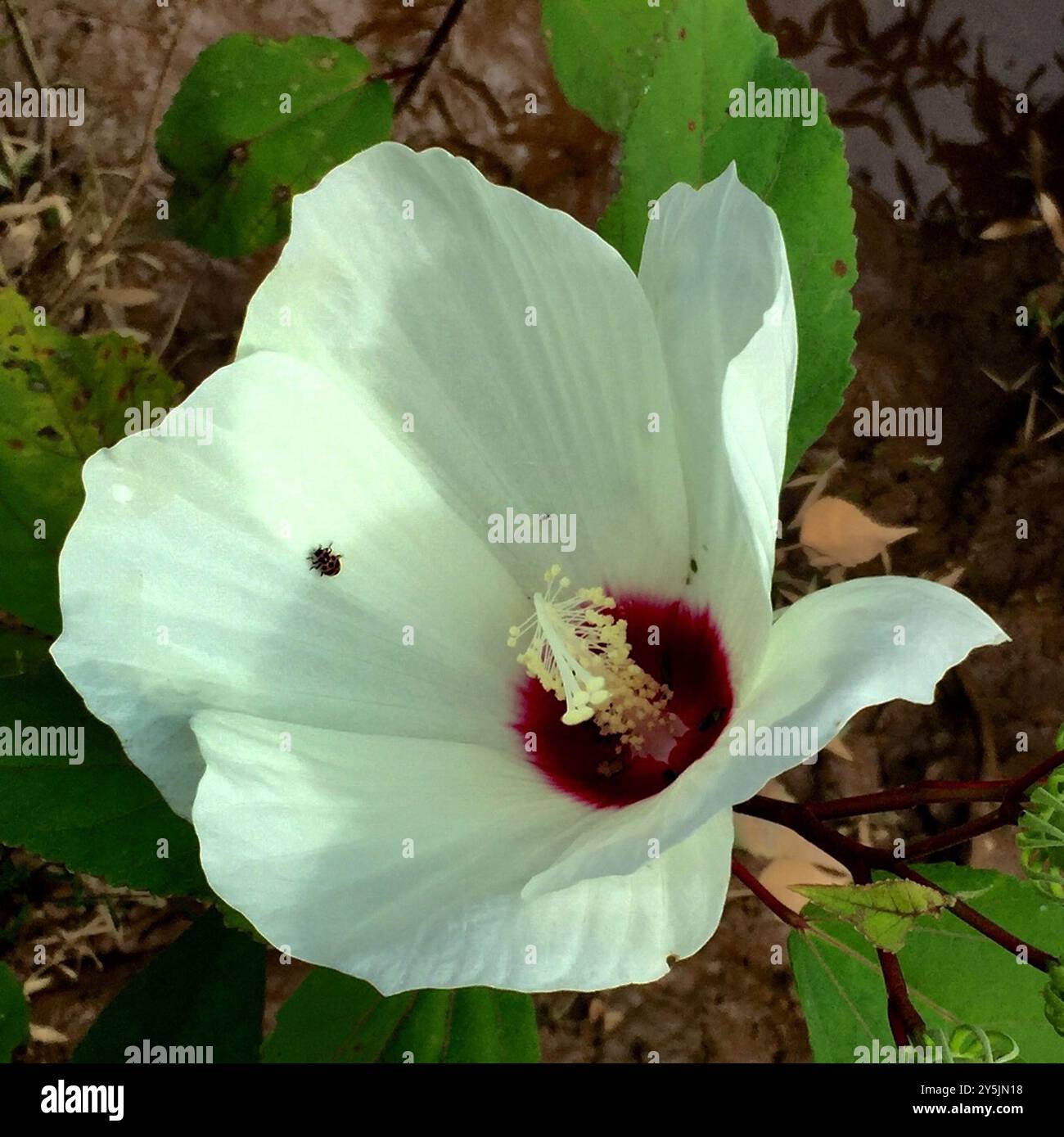 swamp rose mallow (Hibiscus moscheutos) Plantae Stock Photo - Alamy