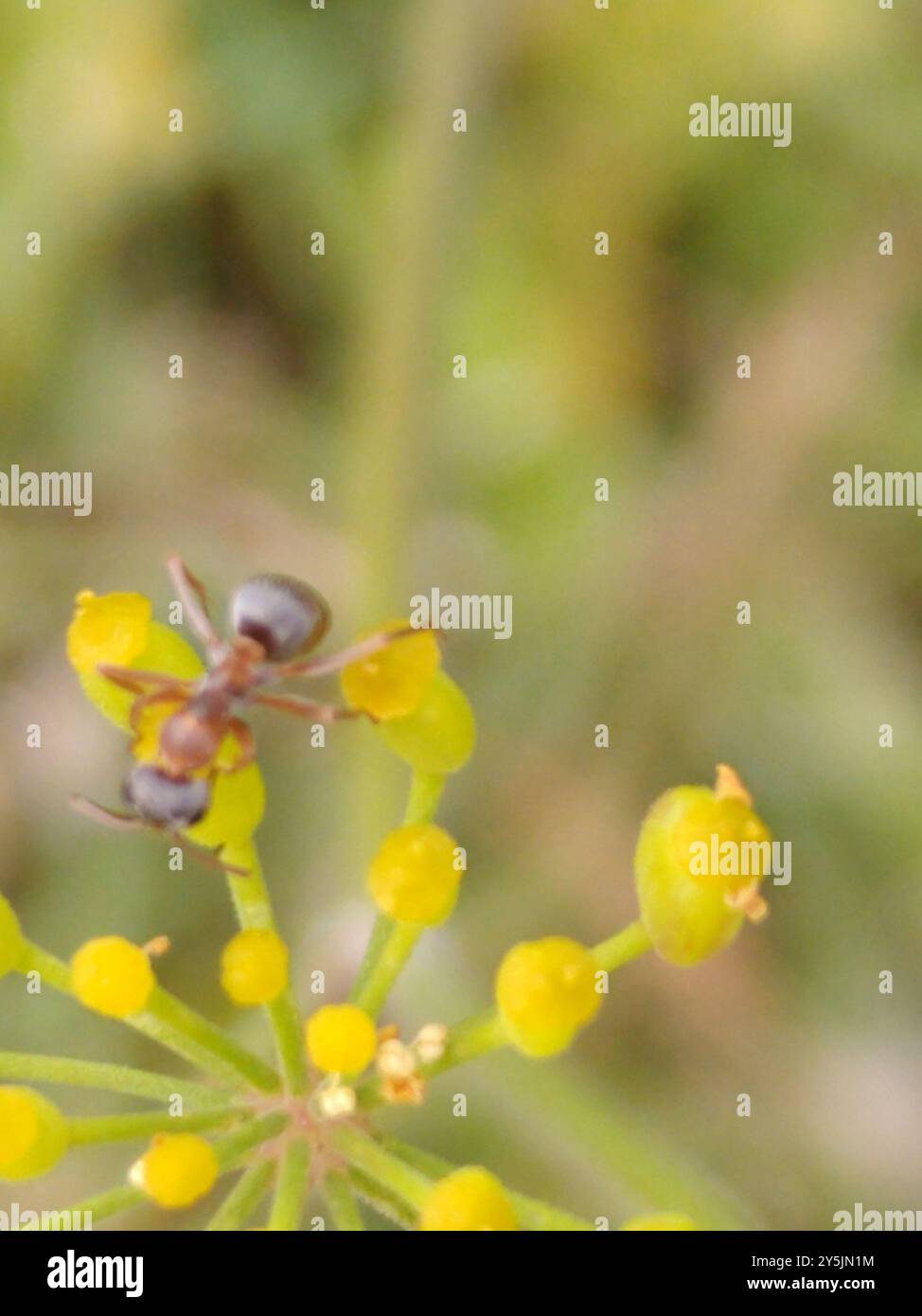 Wood, Mound, and Field Ants (Formica) Insecta Stock Photo - Alamy