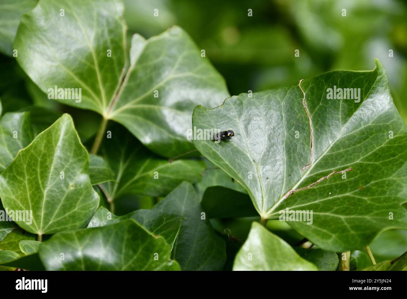 Square-headed Wasps, Sand Wasps, and Allies (Crabronidae) Insecta Stock ...
