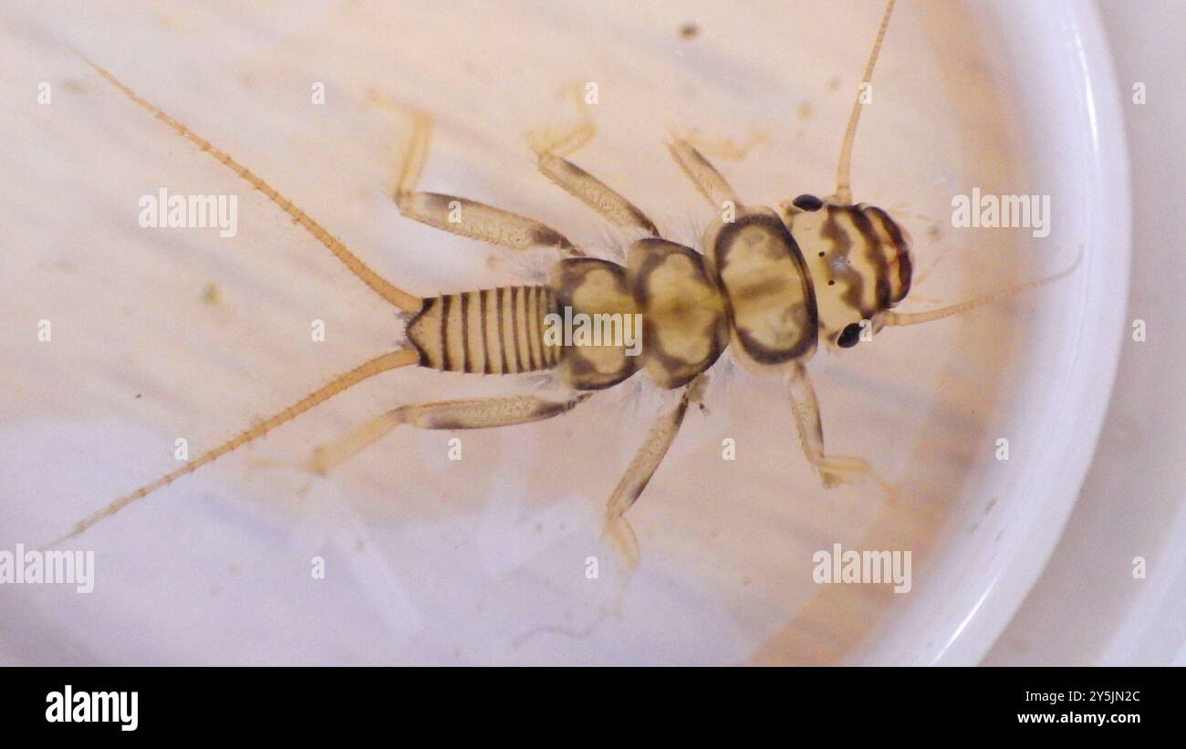 Common Stoneflies (Perlidae) Insecta Stock Photo - Alamy