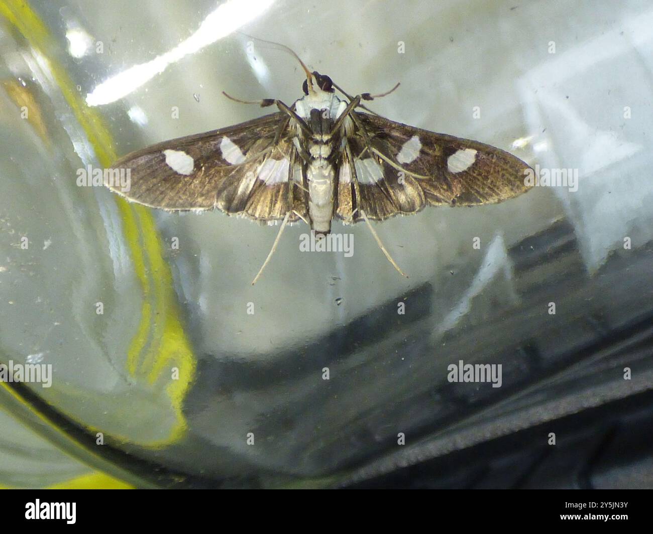 Grape Leaffolder Moth (Desmia funeralis) Insecta Stock Photo - Alamy