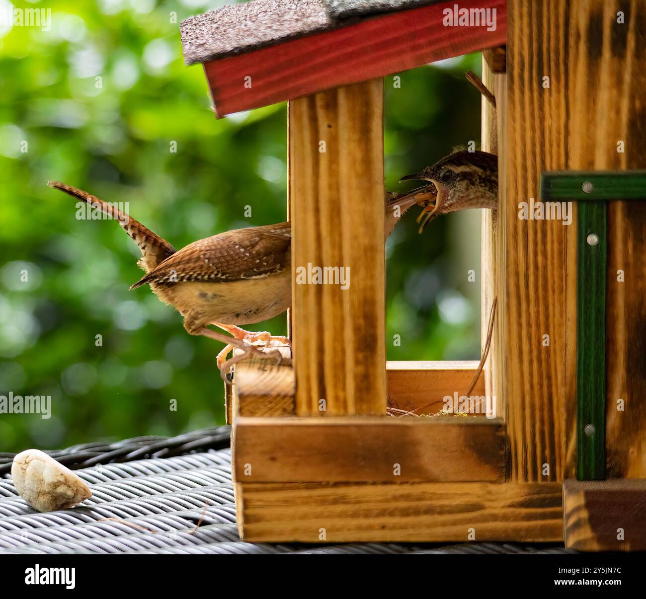 A wren feeding its chick inside a rustic wooden birdhouse, showcasing ...
