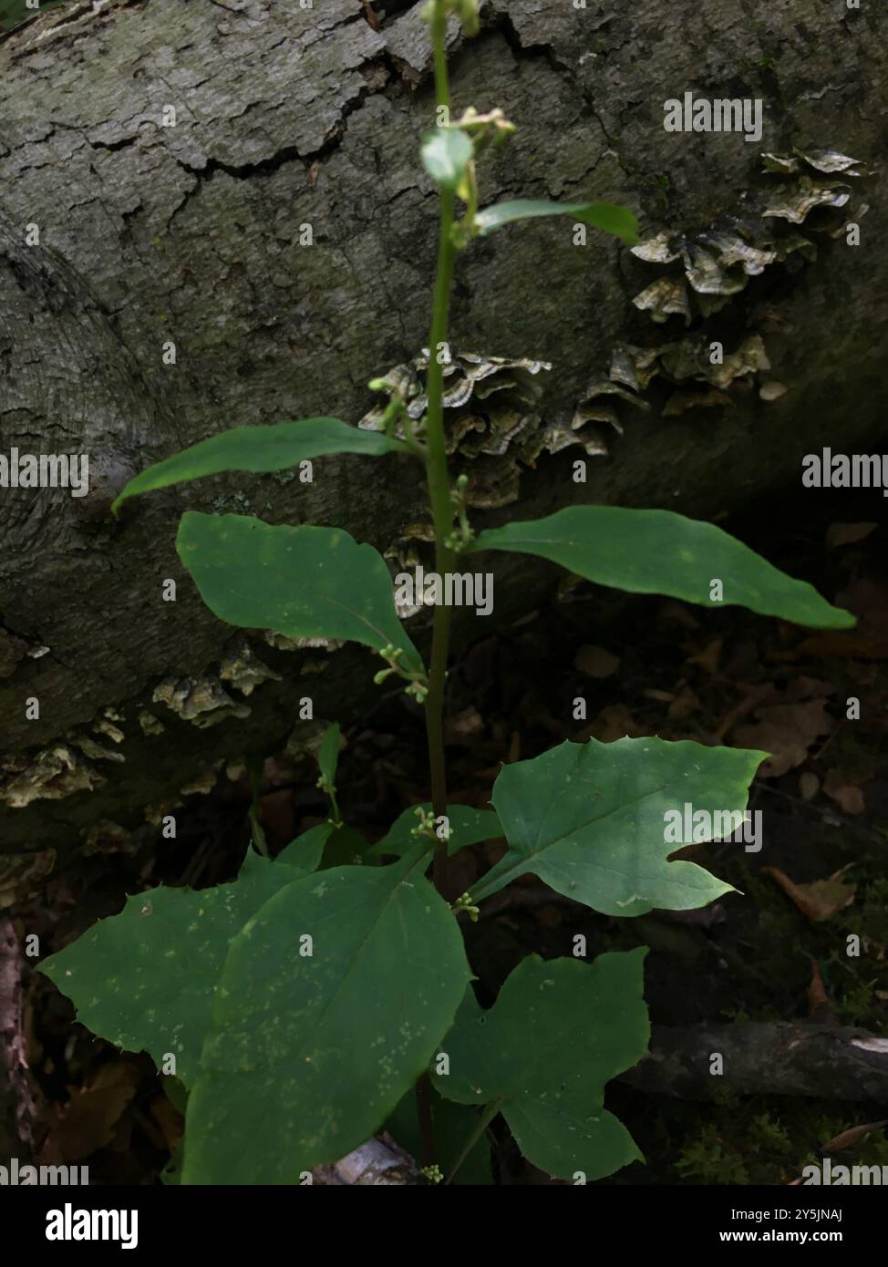 tall rattlesnake root (Nabalus altissimus) Plantae Stock Photo - Alamy
