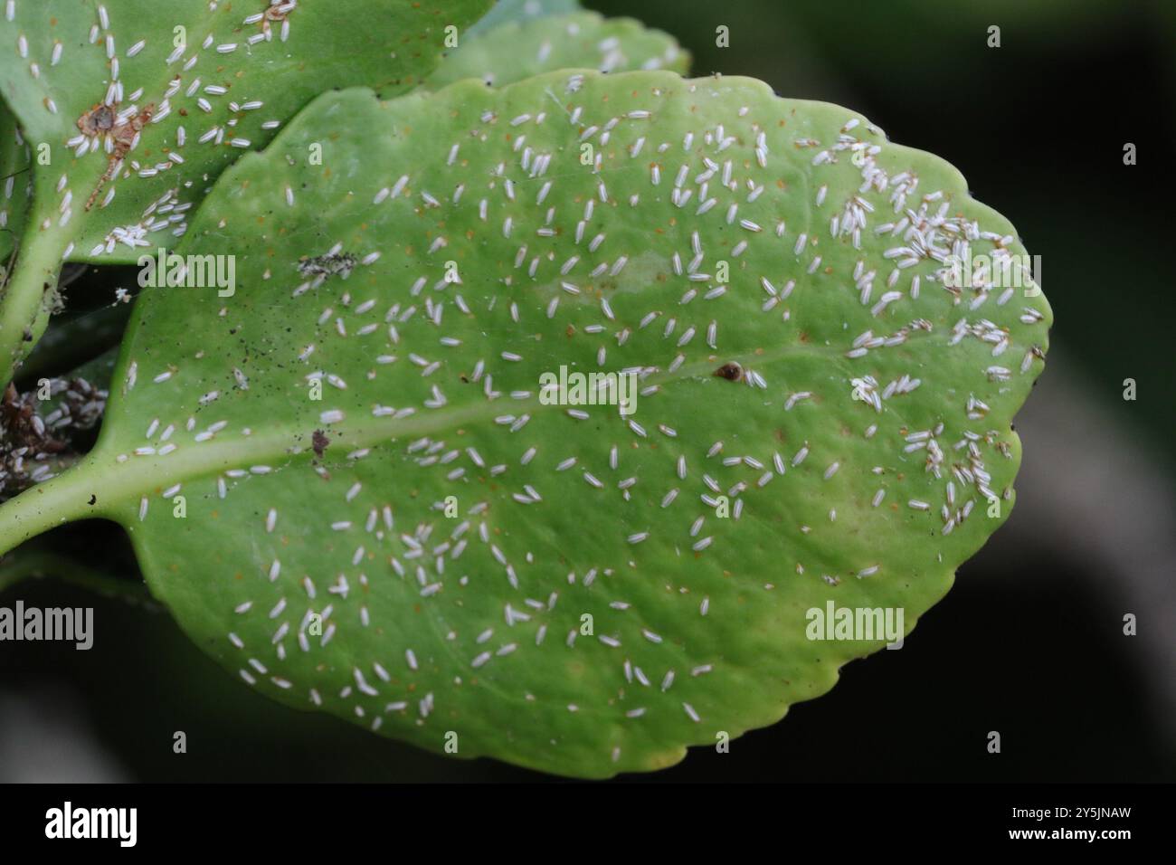Euonymus scale hi-res stock photography and images - Alamy