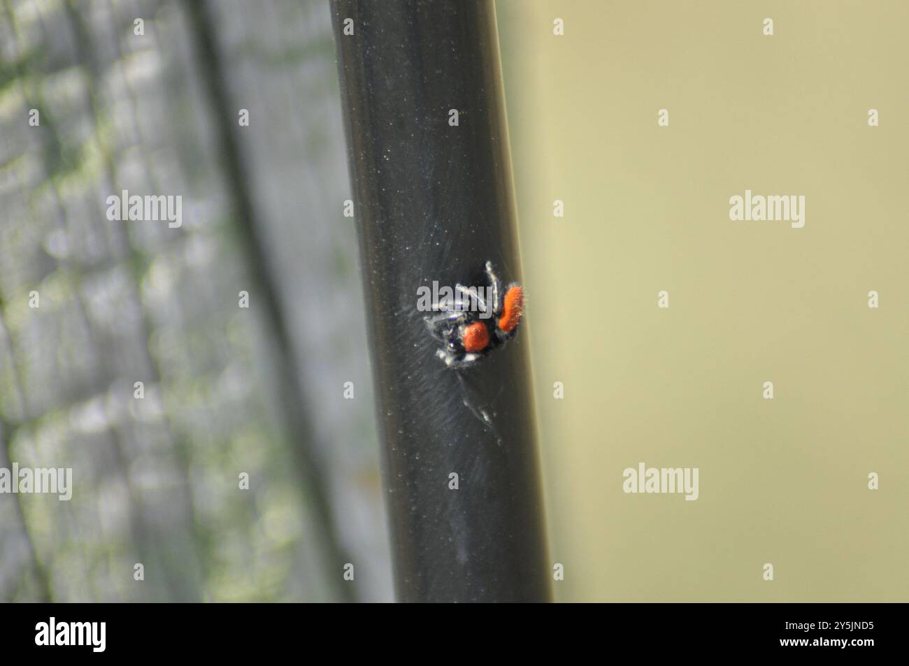 Apache Jumping Spider (Phidippus apacheanus) Arachnida Stock Photo - Alamy