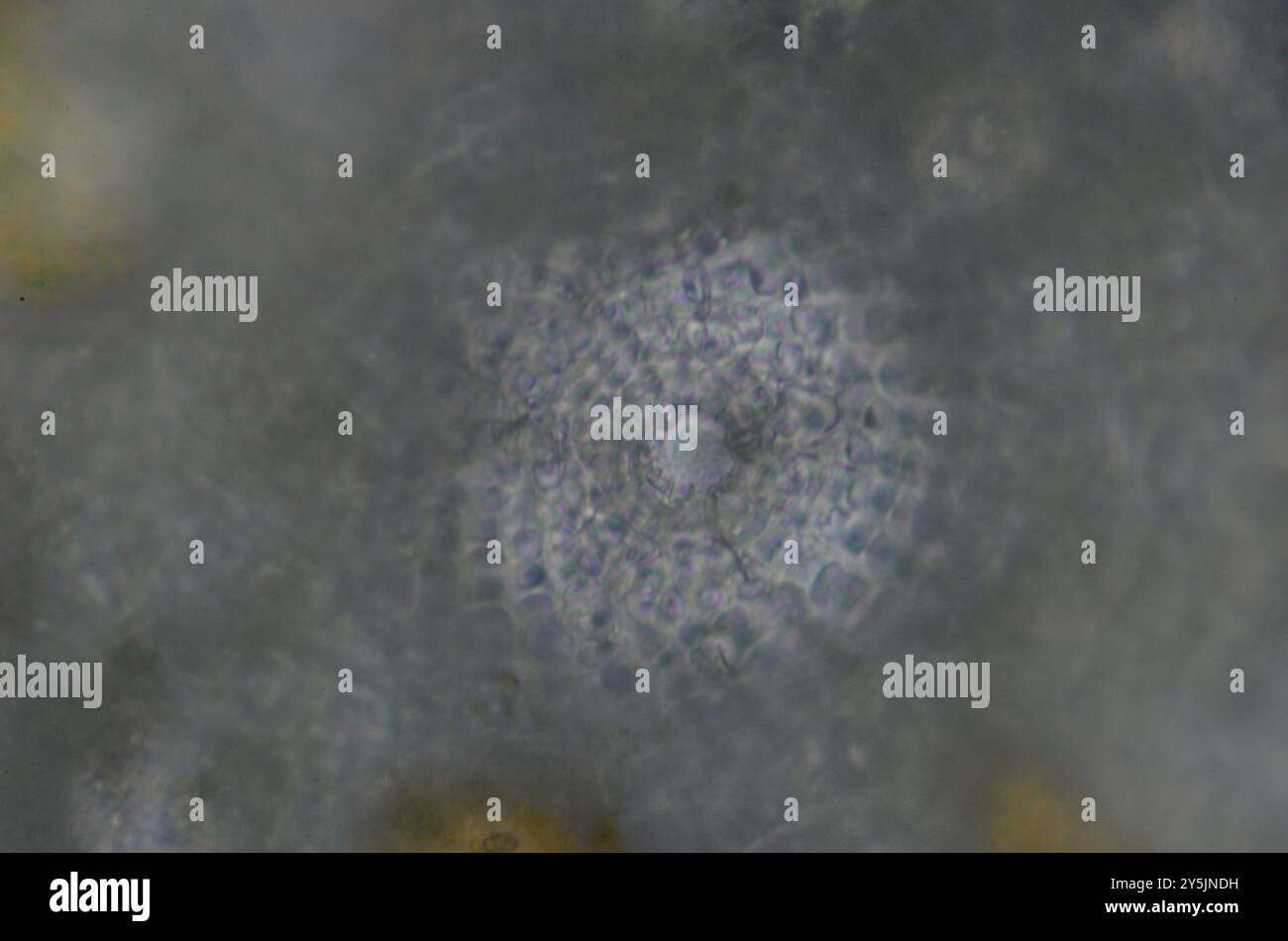 Coralline algae (Corallinales) Plantae Stock Photo - Alamy