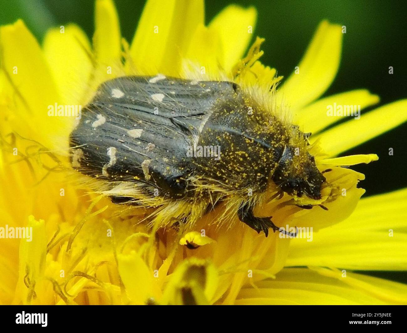 Apple Blossom Beetle (Tropinota hirta) Insecta Stock Photo - Alamy
