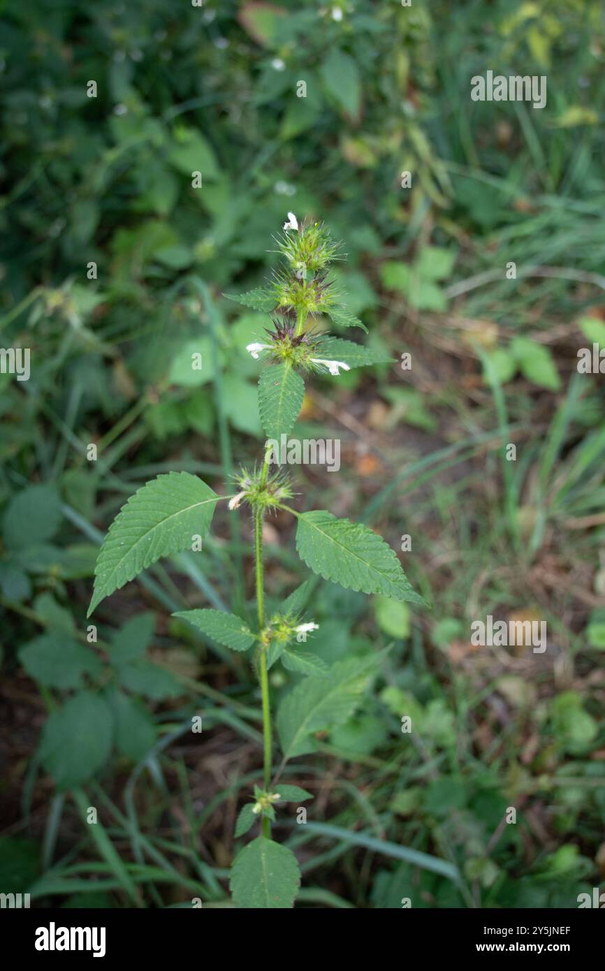 Common hemp-nettle (Galeopsis tetrahit) Plantae Stock Photo - Alamy