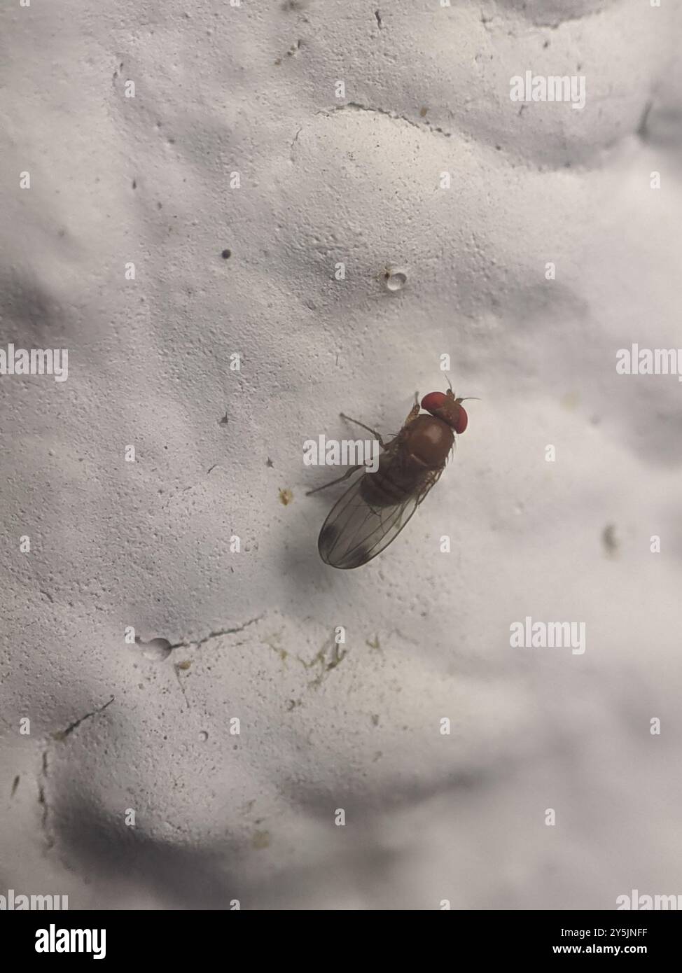 Spotted-winged Drosophila (Drosophila suzukii) Insecta Stock Photo - Alamy