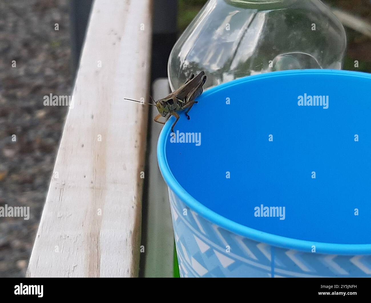 Red-legged Grasshopper (Melanoplus femurrubrum) Insecta Stock Photo - Alamy