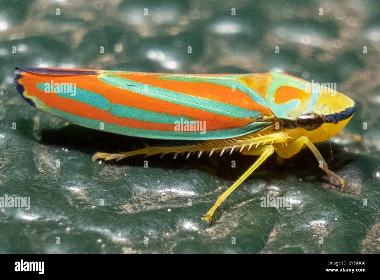 Red-banded Leafhopper (Graphocephala coccinea) Insecta Stock Photo - Alamy