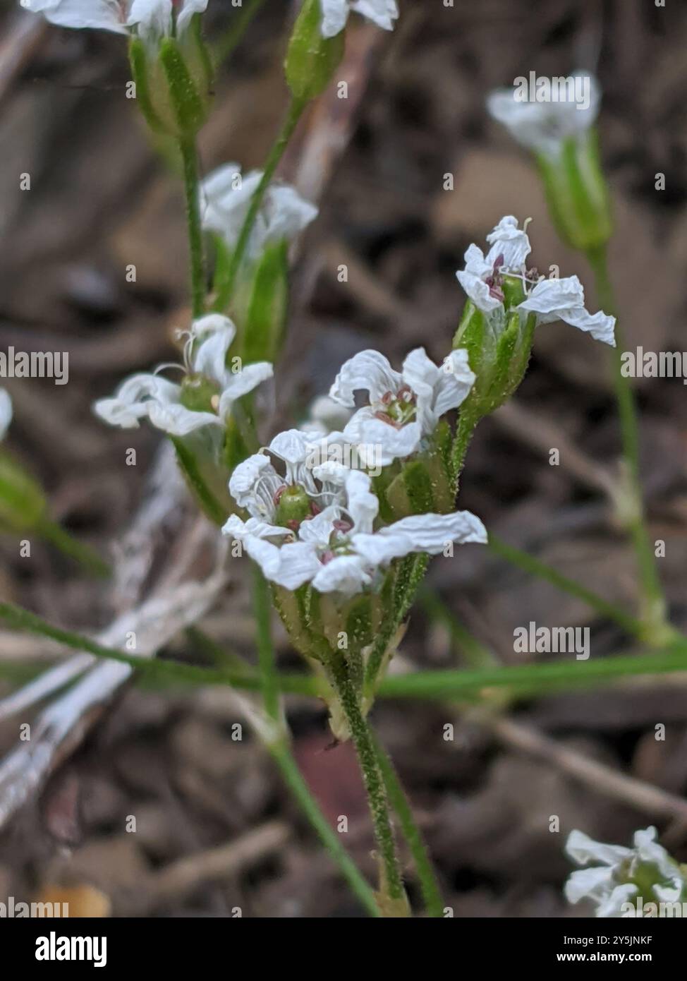 Fescue Sandwort (Eremogone capillaris) Plantae Stock Photo - Alamy