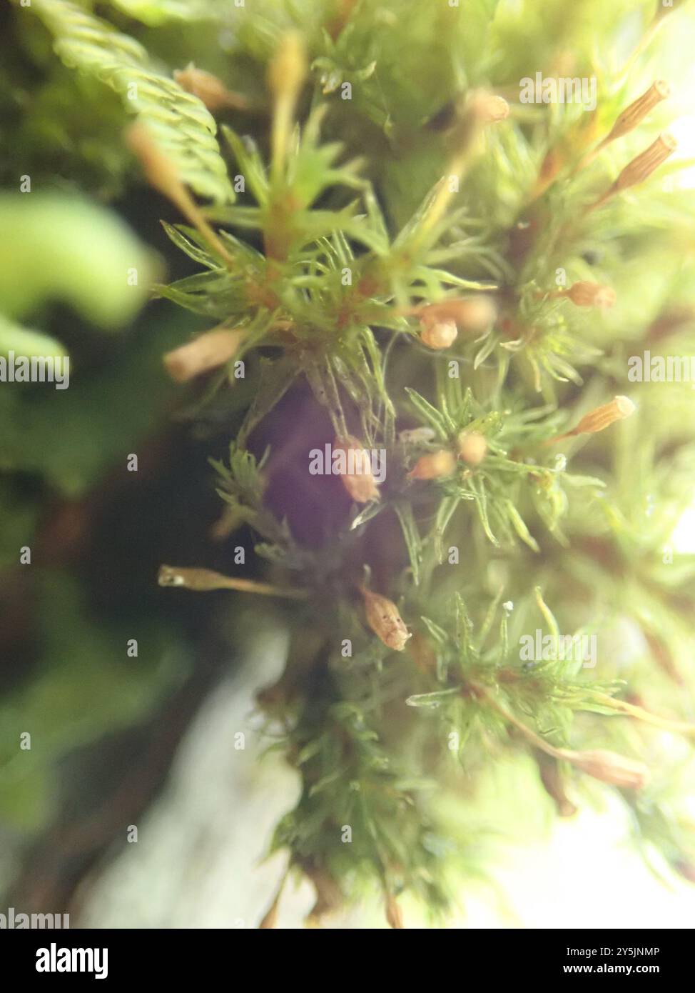 Showy Bristle Moss (Lewinskya speciosa) Plantae Stock Photo - Alamy