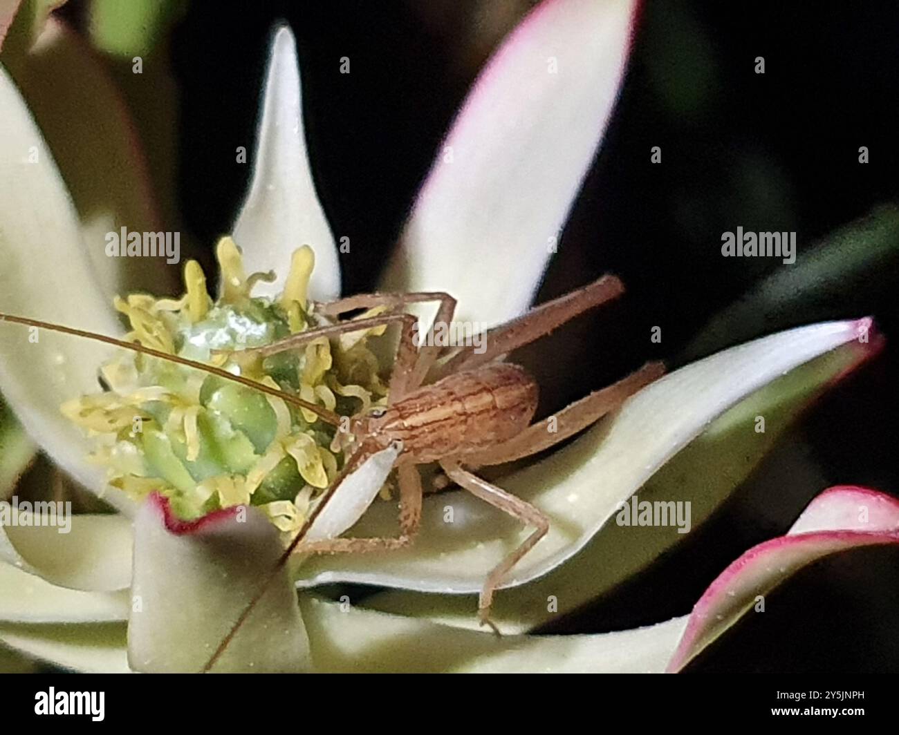 Camel Crickets, Cave Crickets, and Cave Wēta (Rhaphidophoridae) Insecta ...