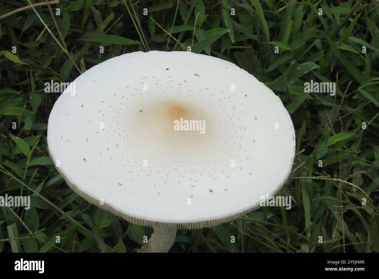 White Dapperling (Leucoagaricus leucothites) Fungi Stock Photo - Alamy