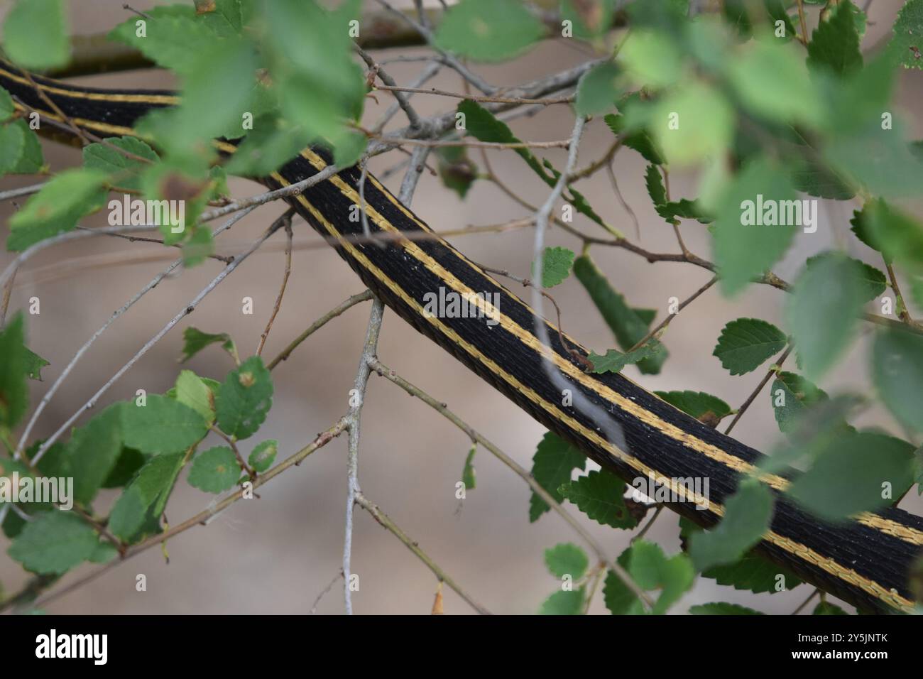 Northern Ribbon Snake (Thamnophis saurita septentrionalis) Reptilia ...