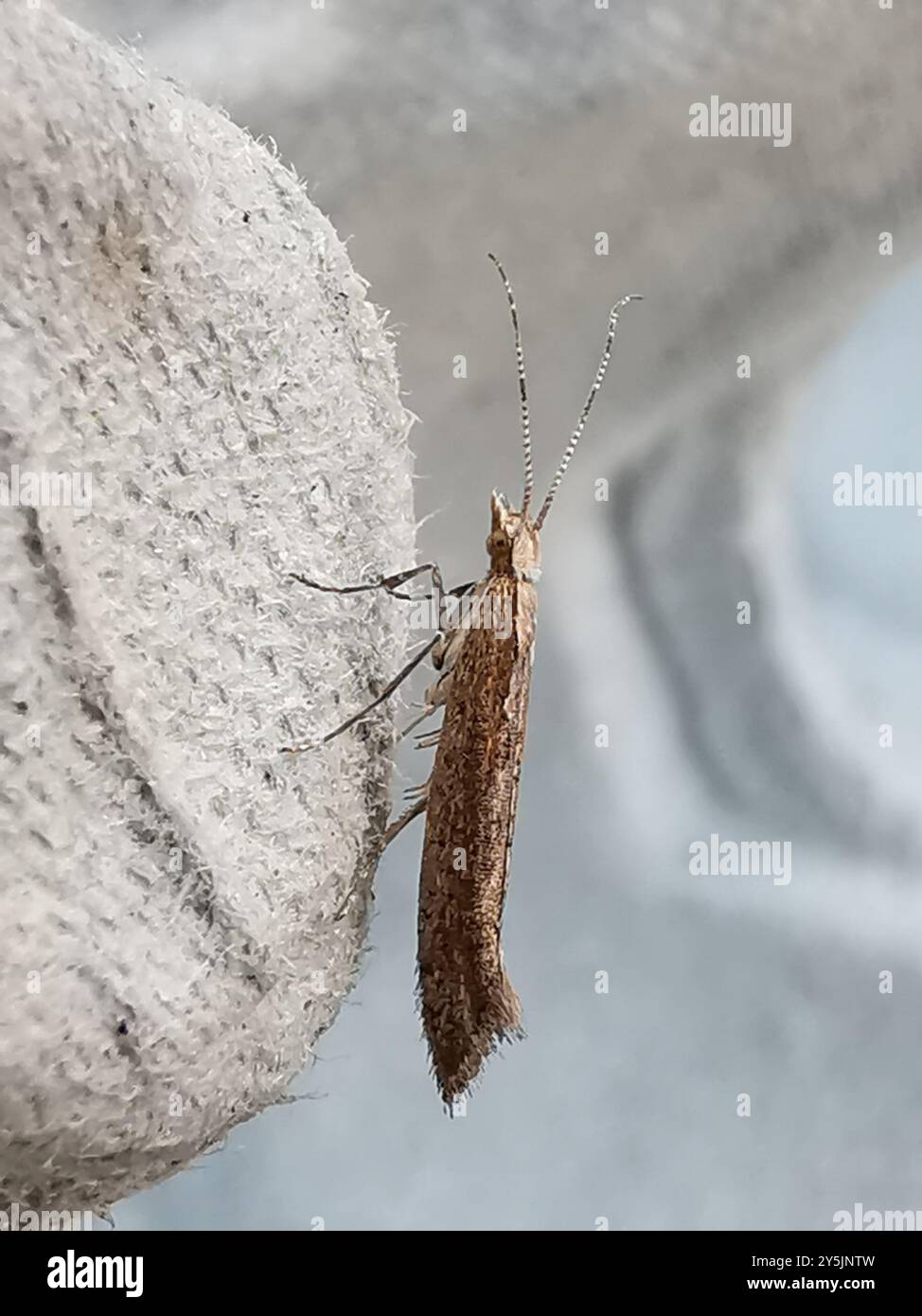 Diamondback Moth (Plutella xylostella) Insecta Stock Photo - Alamy