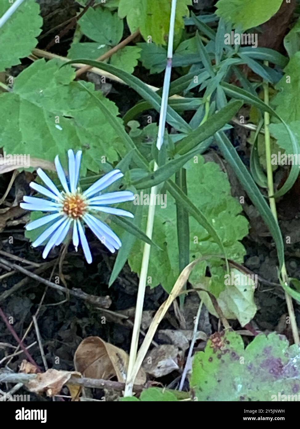 Pacific Aster (Symphyotrichum chilense) Plantae Stock Photo - Alamy