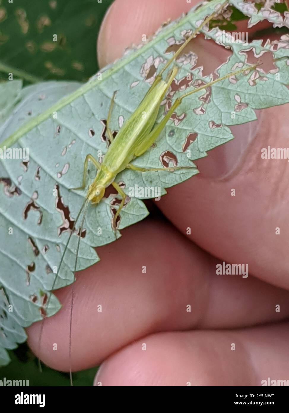 Black-horned Tree Cricket (Oecanthus nigricornis) Insecta Stock Photo ...