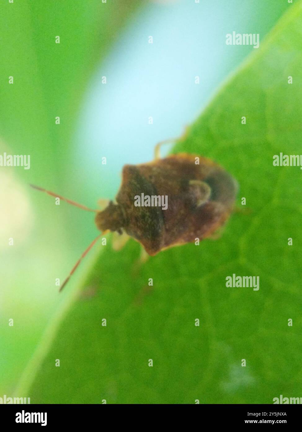 Dendrocoris hi-res stock photography and images - Alamy
