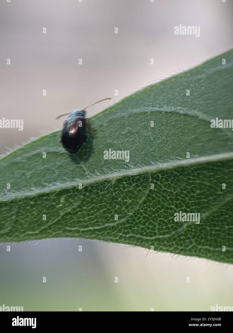 Studded Flea Beetles (Crepidodera) Insecta Stock Photo - Alamy