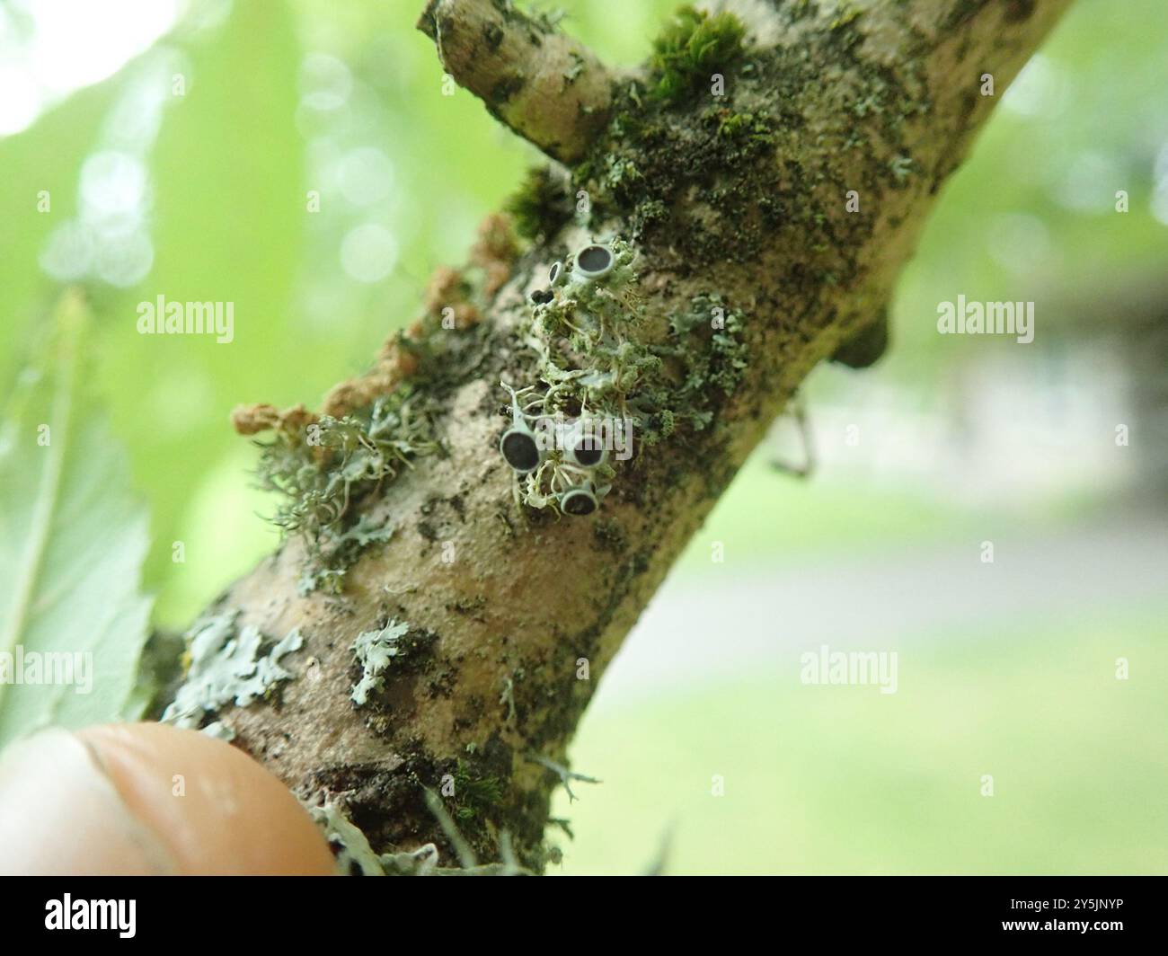 Fringed Rosette Lichen (Physcia tenella) Fungi Stock Photo - Alamy