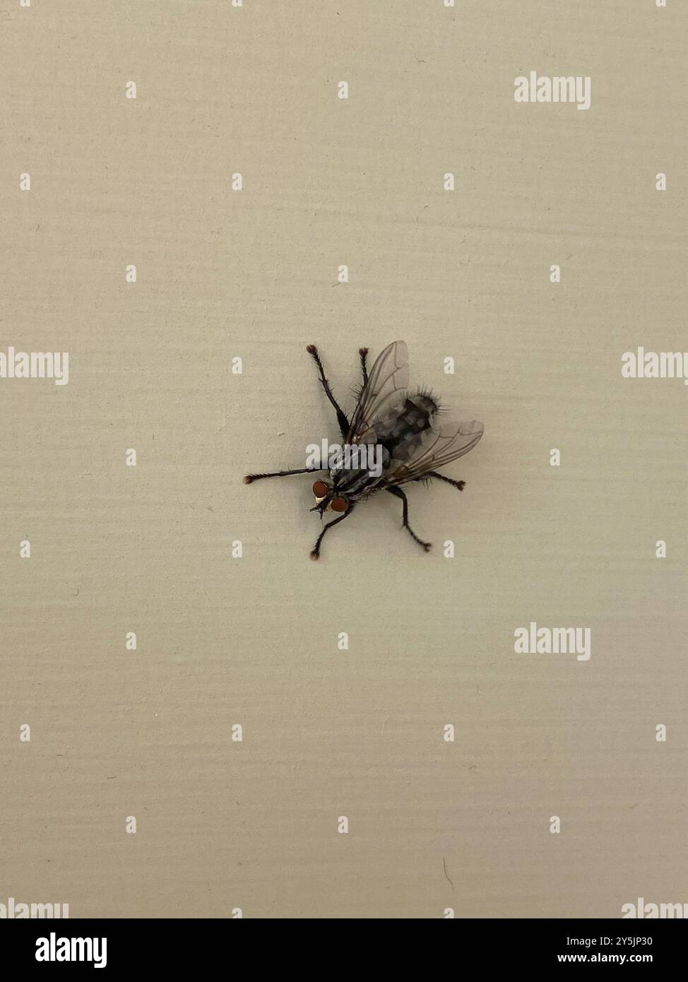 Common Flesh Flies (Sarcophaga) Insecta Stock Photo - Alamy