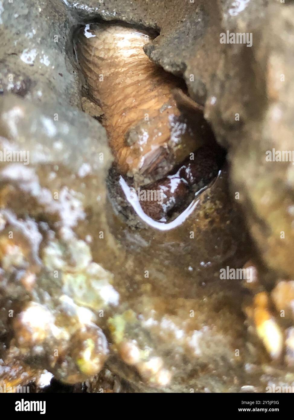 Scale-sided Piddock (Parapholas californica) Mollusca Stock Photo - Alamy