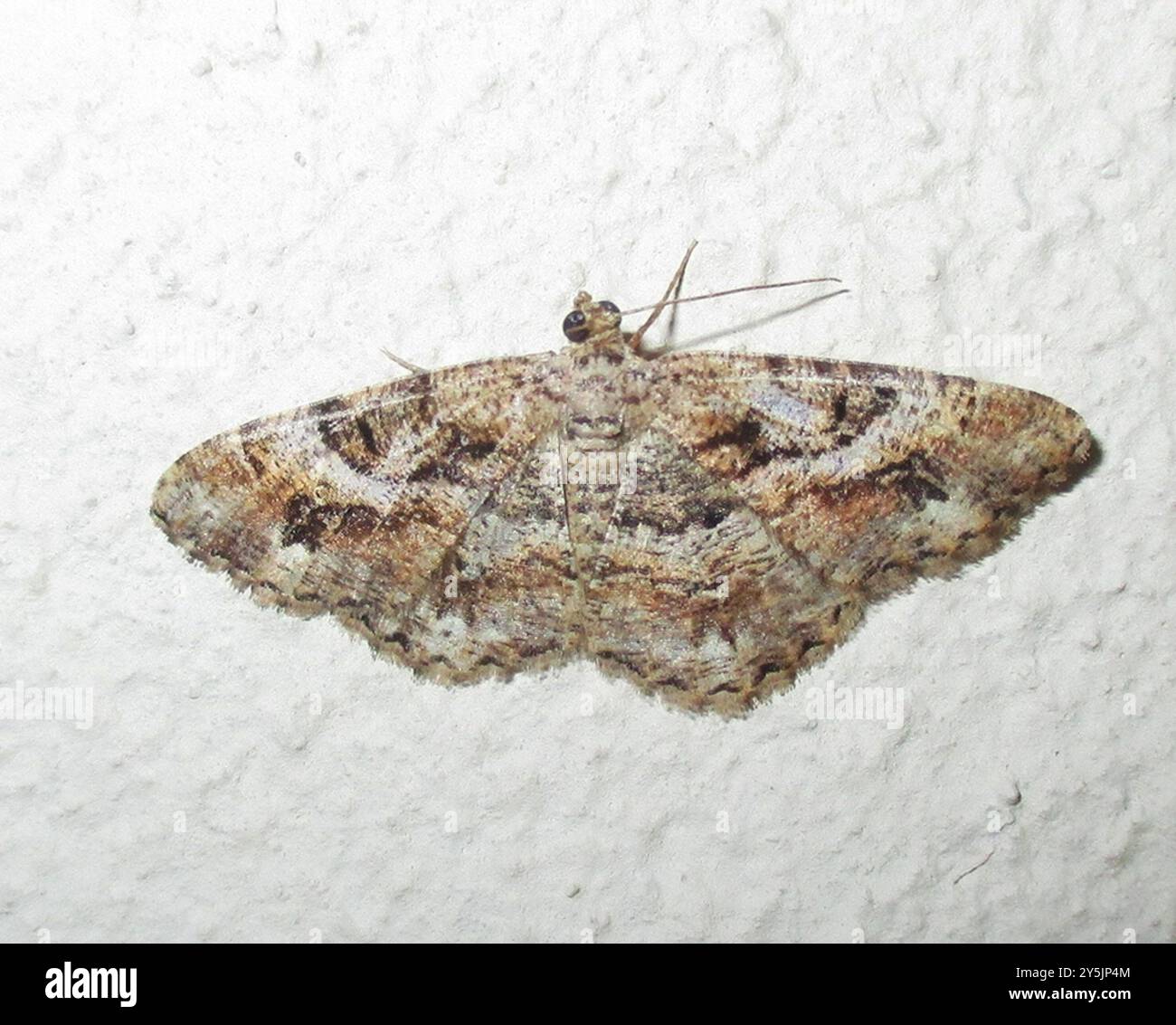 Geometer Moths (Geometridae) Insecta Stock Photo - Alamy