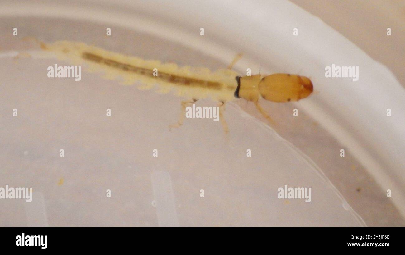 Little Black Caddisflies (Chimarra) Insecta Stock Photo - Alamy